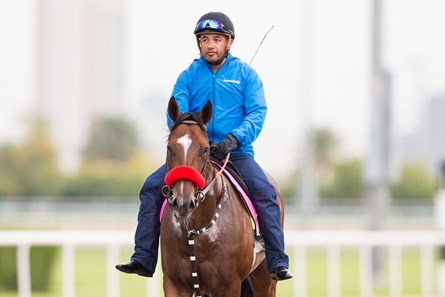 Fore Left - Horse Profile - BloodHorse