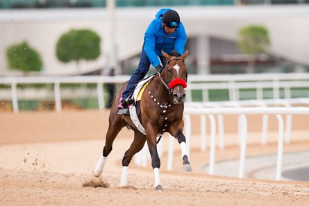 Fore Left - Horse Profile - BloodHorse