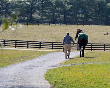 Quality Road - Horse Profile - BloodHorse
