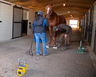 Country House - Horse Profile - BloodHorse