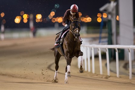 Master Fencer (JPN) - Horse Profile - BloodHorse