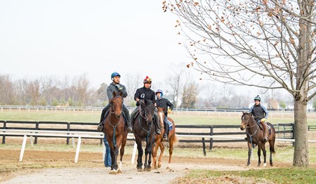Uncle Mo - Horse Profile - BloodHorse