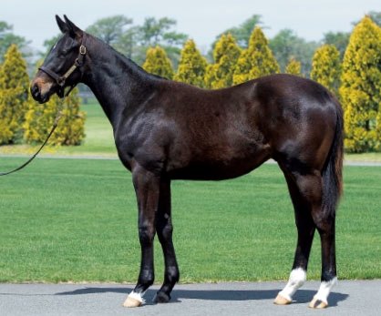 Danon Pharaoh Returns in Japan's Road to the KY Derby - BloodHorse