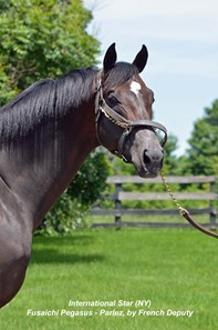 International Star - Horse Profile - BloodHorse