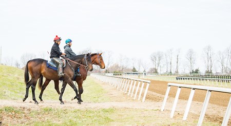 Uncle Mo - Horse Profile - BloodHorse