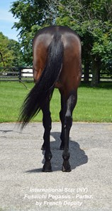 International Star - Horse Profile - BloodHorse