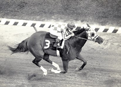 Secretariat - Slideshow - BloodHorse