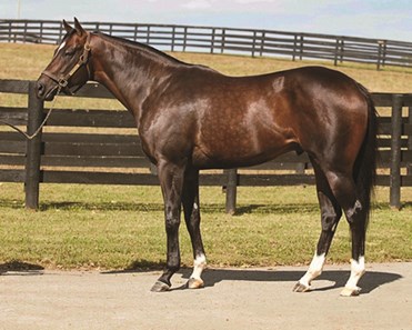 Sporting Chance - Horse Profile - BloodHorse
