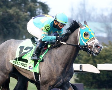 Field Pass - Horse Profile - BloodHorse