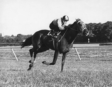 Secretariat - Horse Profile - BloodHorse