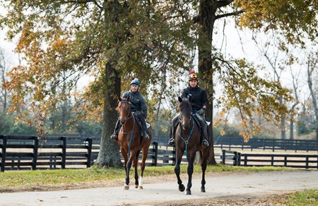 Uncle Mo - Horse Profile - BloodHorse