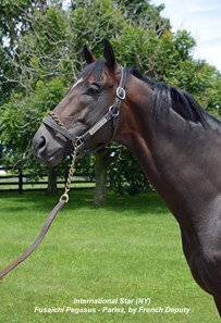 International Star - Horse Profile - BloodHorse