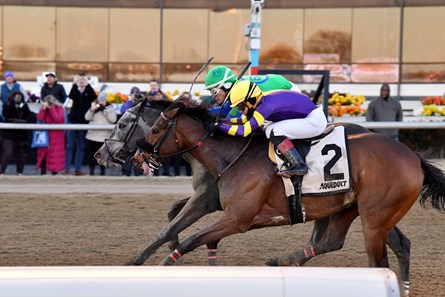 Water White - Horse Profile - BloodHorse