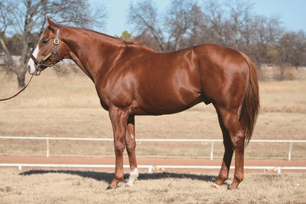2020 Stallion Showcase - Slideshow - BloodHorse