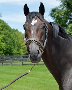International Star - Horse Profile - BloodHorse