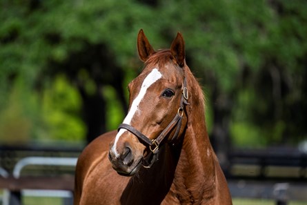 Precious Passion - Horse Profile - BloodHorse