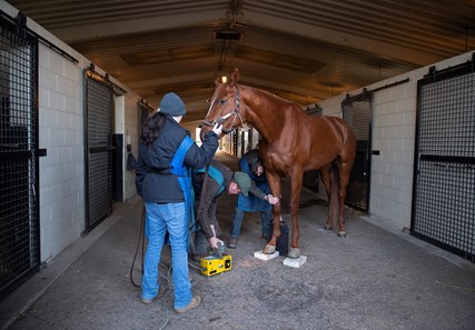 Country House - Horse Profile - BloodHorse