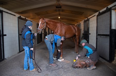 Country House - Horse Profile - BloodHorse