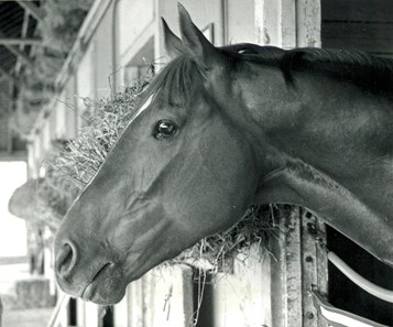 Secretariat - Horse Profile - BloodHorse