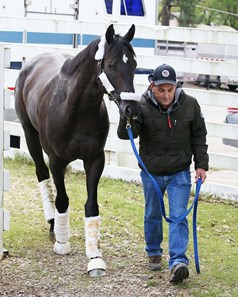 Eight Rings - Horse Profile - BloodHorse