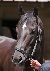 Eight Rings - Horse Profile - BloodHorse