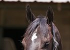 Eight Rings - Horse Profile - BloodHorse