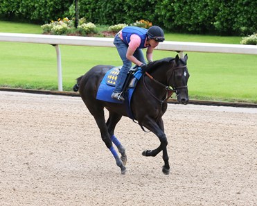 Eight Rings - Horse Profile - BloodHorse