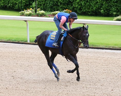 Eight Rings to Begin Season in Bachelor Stakes - BloodHorse