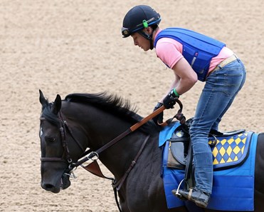 Eight Rings - Horse Profile - BloodHorse