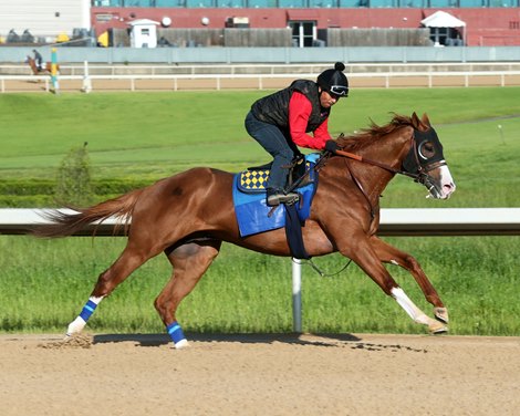 Improbable Works Ahead of Oaklawn Handicap Start - BloodHorse