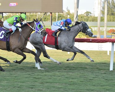 Follow the Flag - Horse Profile - BloodHorse