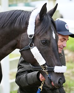 Eight Rings - Horse Profile - BloodHorse