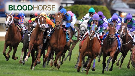 Zoom - Horse Profile - BloodHorse