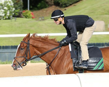 Queen Bridget - Horse Profile - BloodHorse