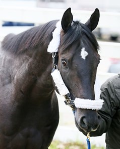 Eight Rings - Horse Profile - BloodHorse