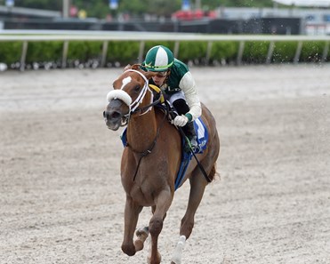 Tonalist's Shape - Horse Profile - BloodHorse