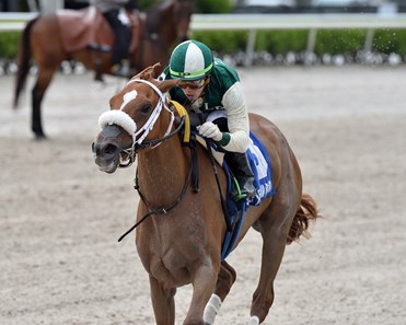Tonalist's Shape - Horse Profile - BloodHorse