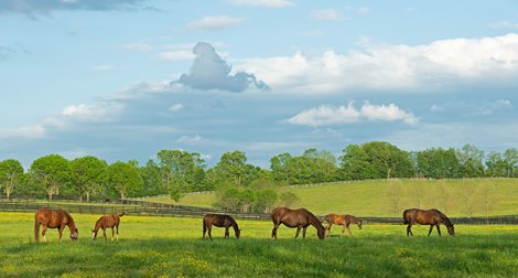 KBIF Awards Nearly $15.9 Million to Kentucky Breeders - BloodHorse