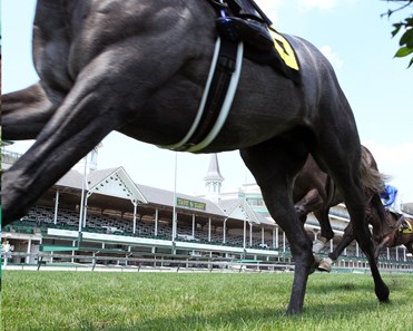 Field Pass - Horse Profile - BloodHorse