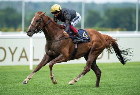Stradivarius Ready for Gold Cup Clash With Subjectivist - BloodHorse