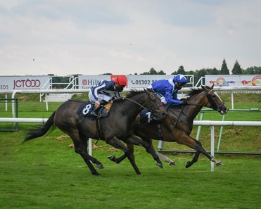 Harrovian (GB) - Horse Profile - BloodHorse