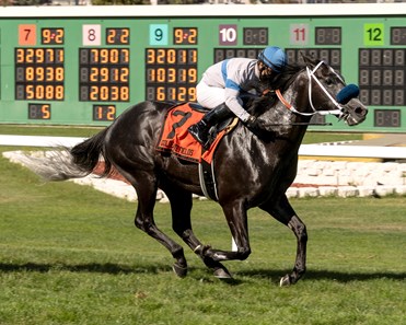 Mikes Tiznow - Horse Profile - BloodHorse