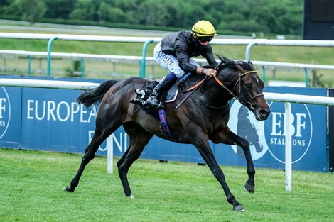 English King Poised to Strike in Epsom Derby - BloodHorse