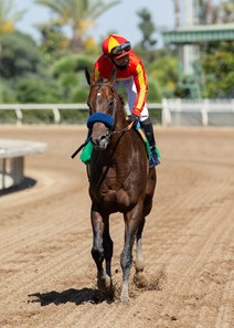 McKinzie - Horse Profile - BloodHorse