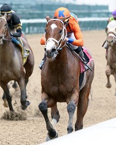 C Z Rocket - Horse Profile - BloodHorse