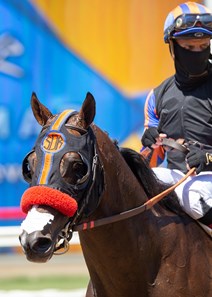 Vertical Threat - Horse Profile - BloodHorse