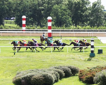 Field Pass - Horse Profile - BloodHorse