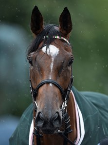Enable (GB) - Horse Profile - BloodHorse