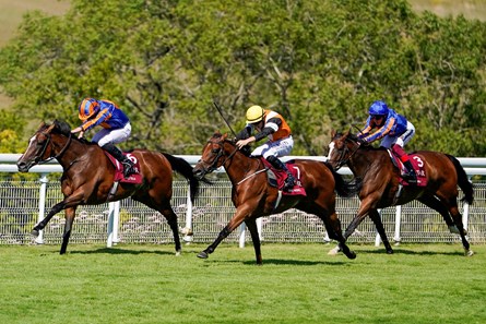 Fancy Blue (IRE) - Horse Profile - BloodHorse