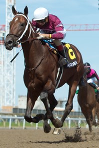 Halo Again - Horse Profile - BloodHorse